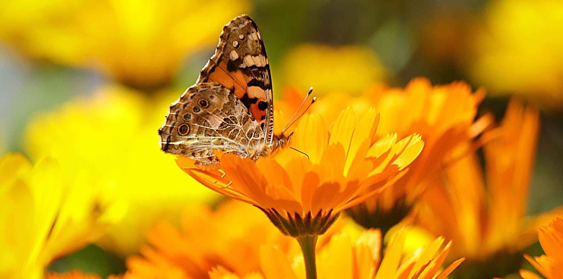 Exalted and Debilitated, Sun, Moon & Mars – Psychologically Astrology