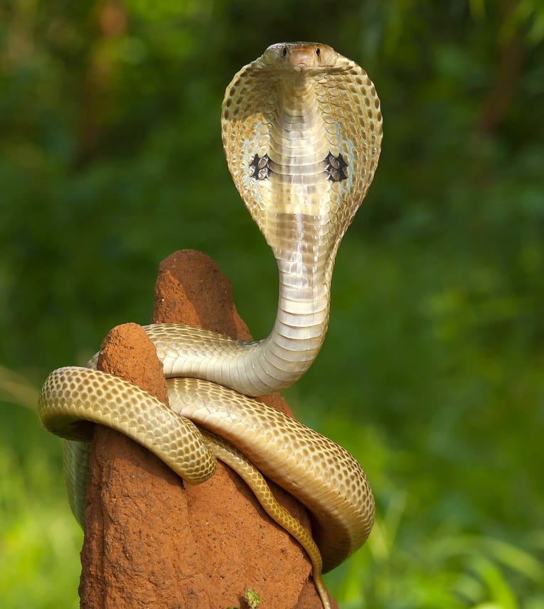 Snakes and the Nakshatra yoni animals – Psychologically Astrology